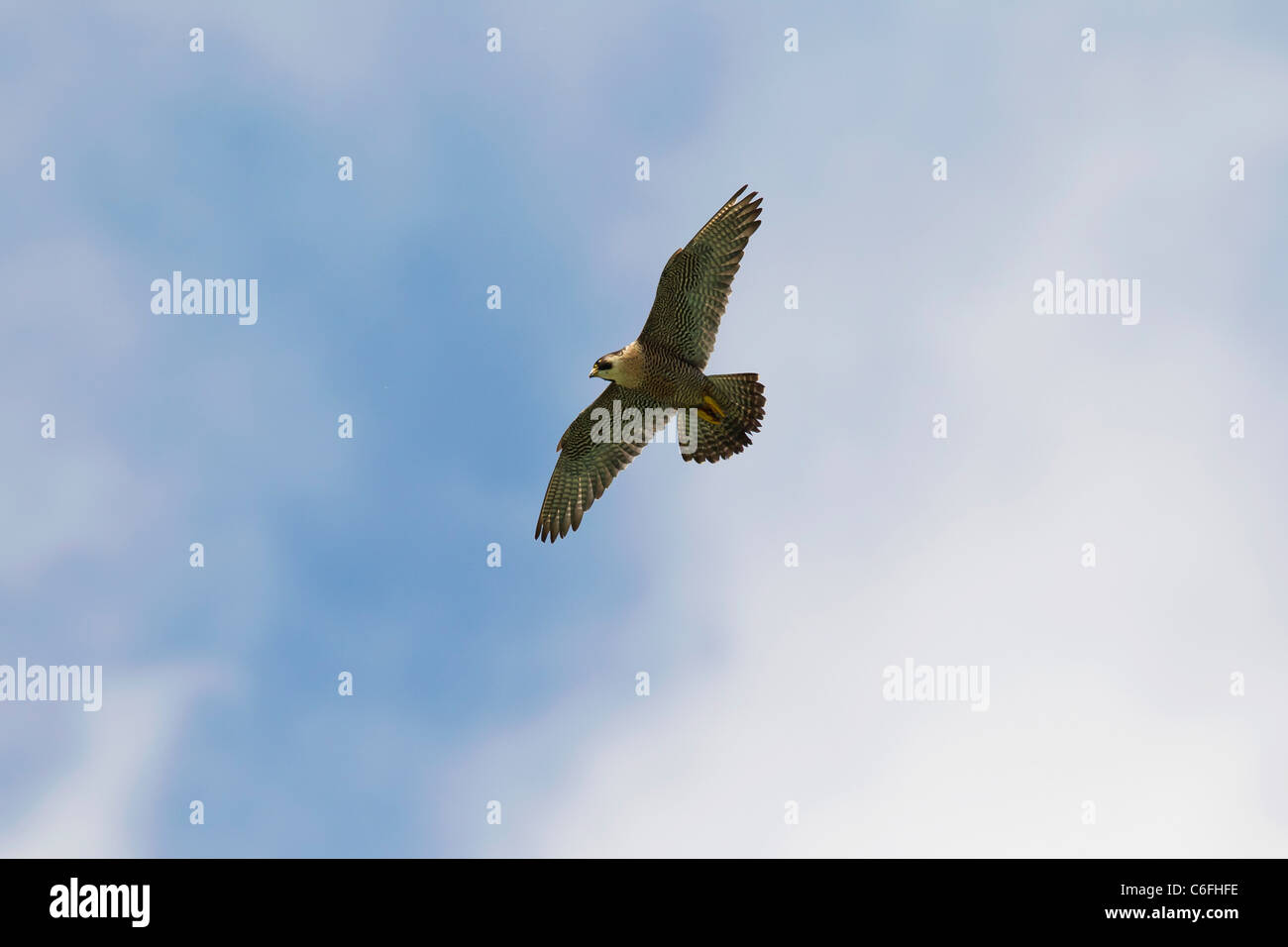 Peregrine Falcon - flying / Falco peregrinus Stock Photo - Alamy