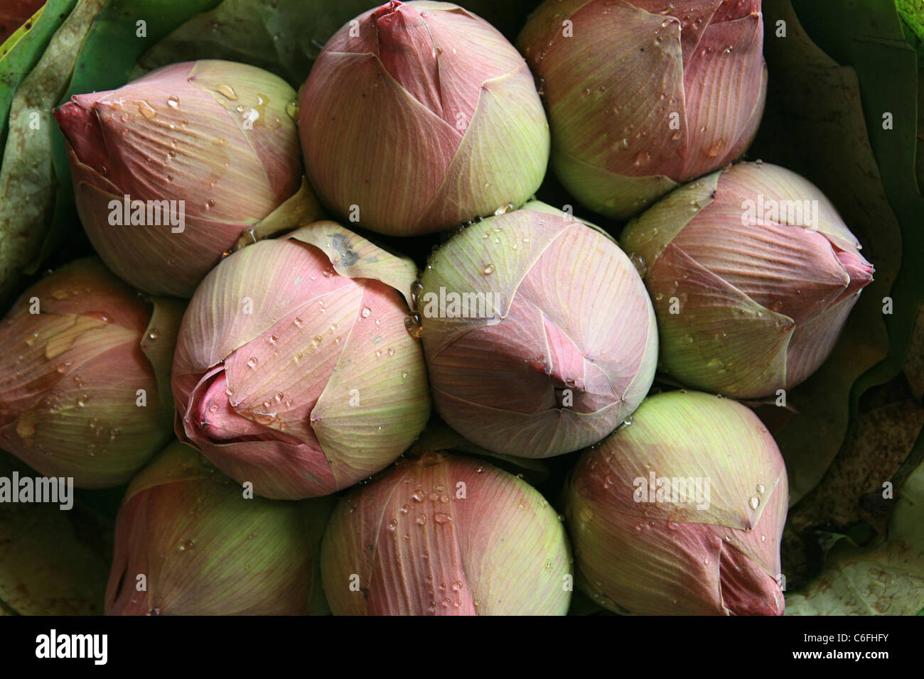 Bunch lotus flower buds hi-res stock photography and images - Alamy