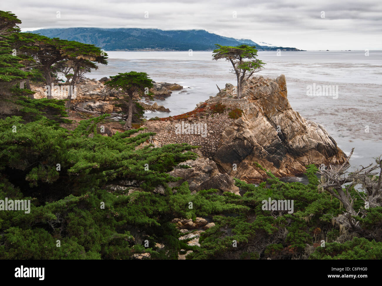 The famous Lone Cypress tree (Cupressus macrocarpa) of Pebble Beach ...