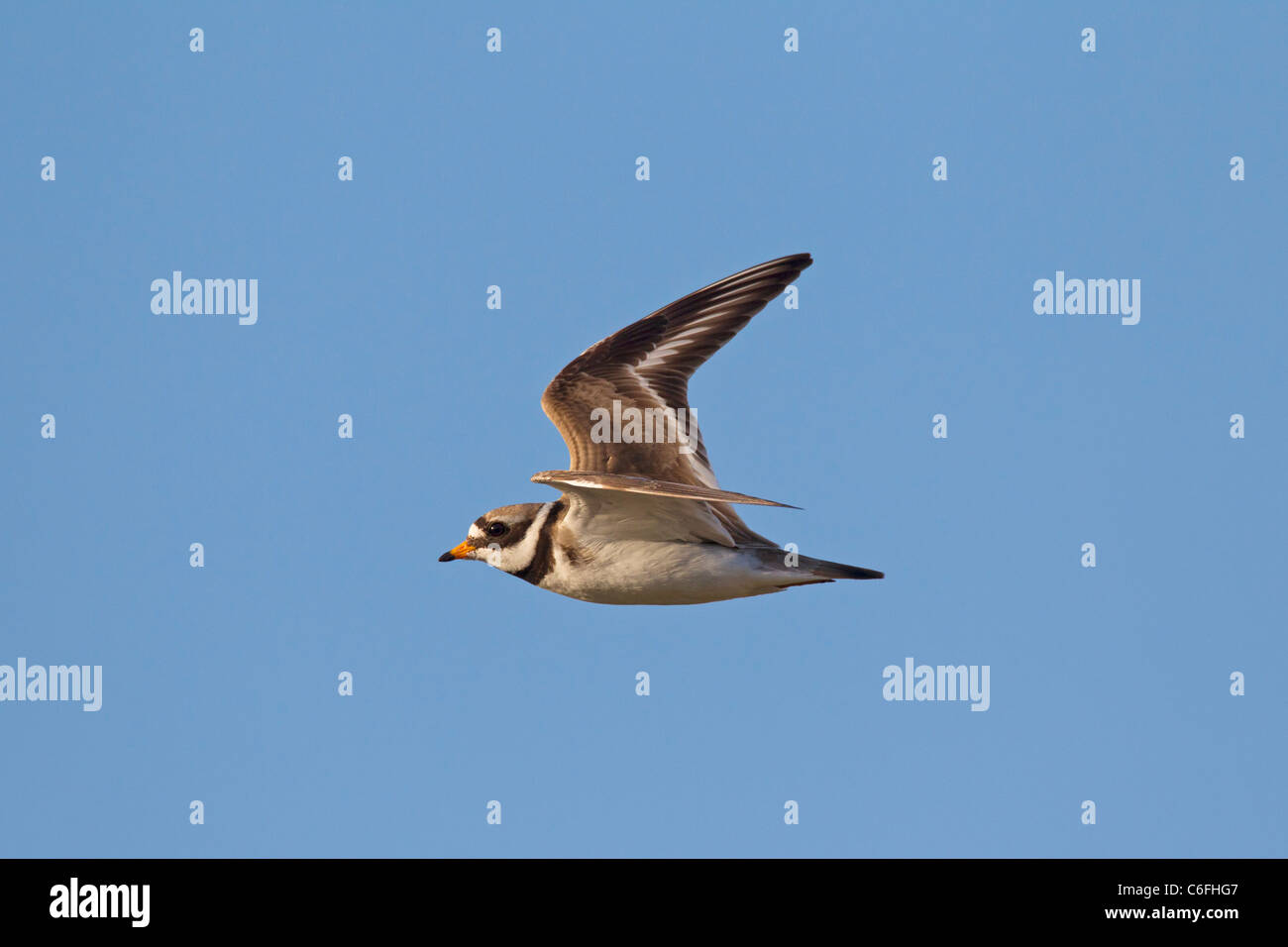 Ringed Plover - flying / Charadrius hiaticula Stock Photo - Alamy
