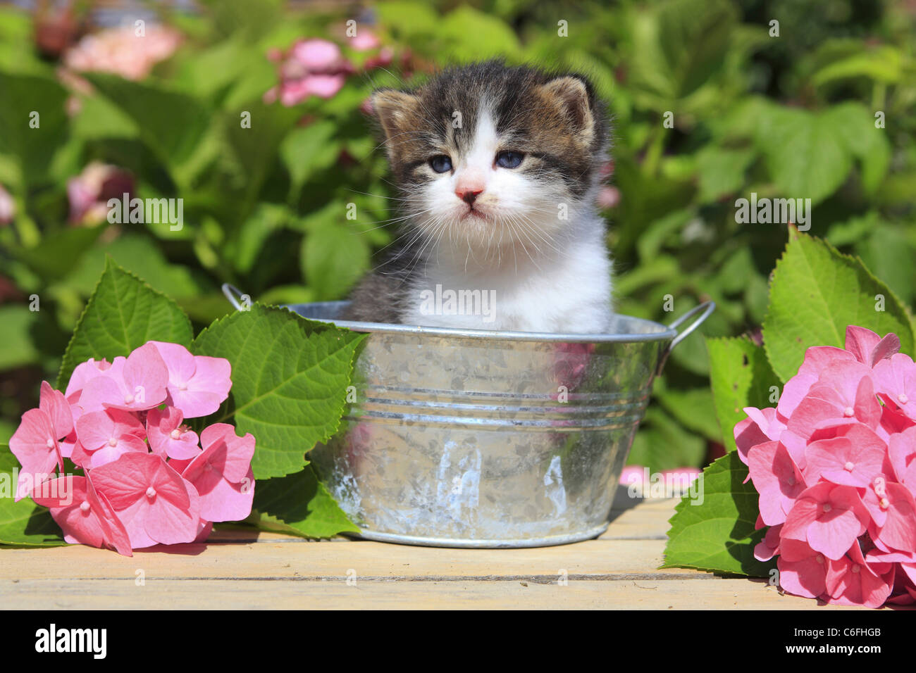 Cat in bucket hi-res stock photography and images - Alamy