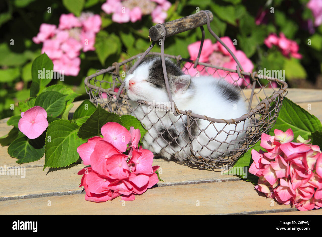 Domestic cat. Kkitten sleeping in a wire basket Stock Photo - Alamy