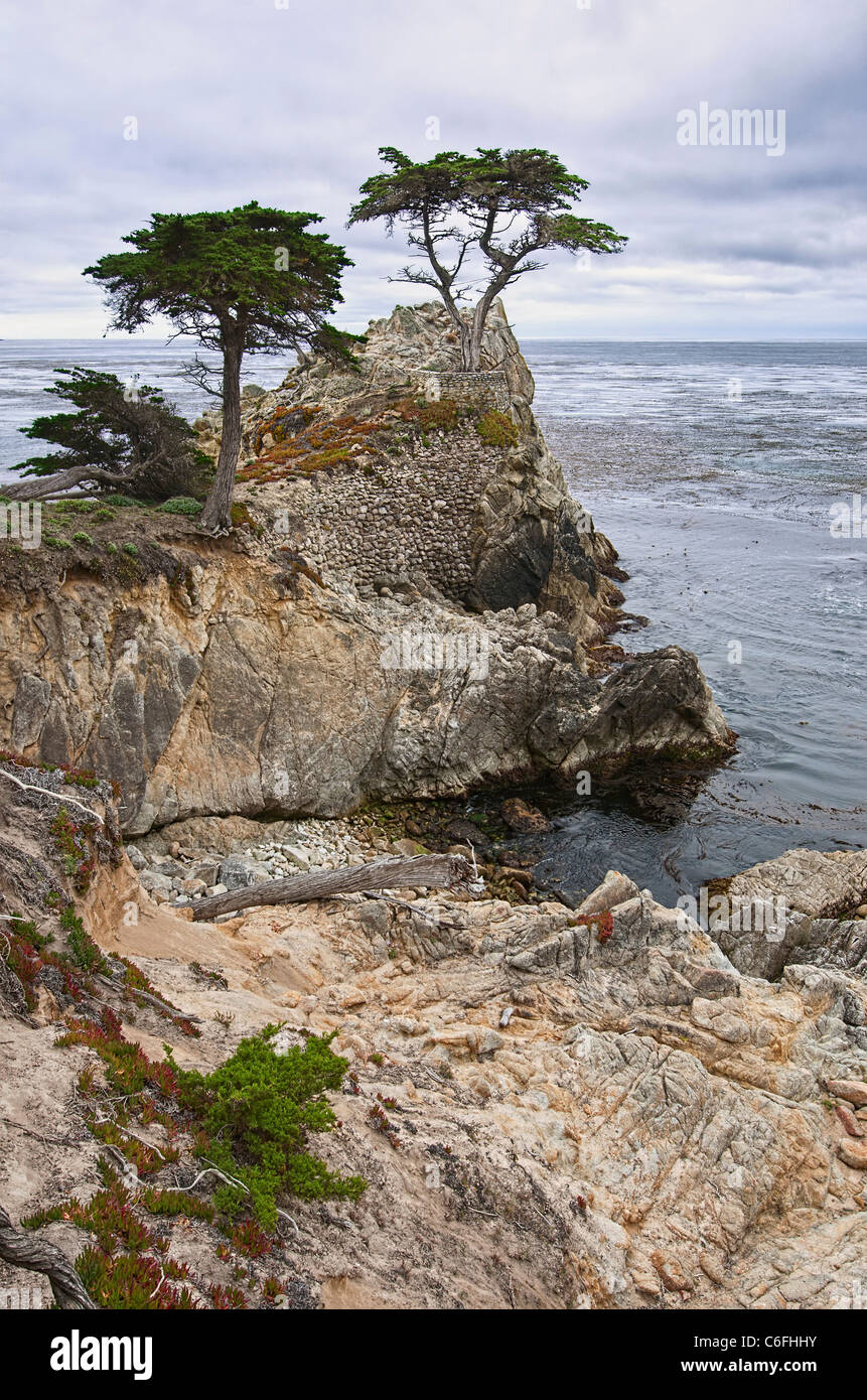 The famous Lone Cypress tree (Cupressus macrocarpa) of Pebble Beach ...