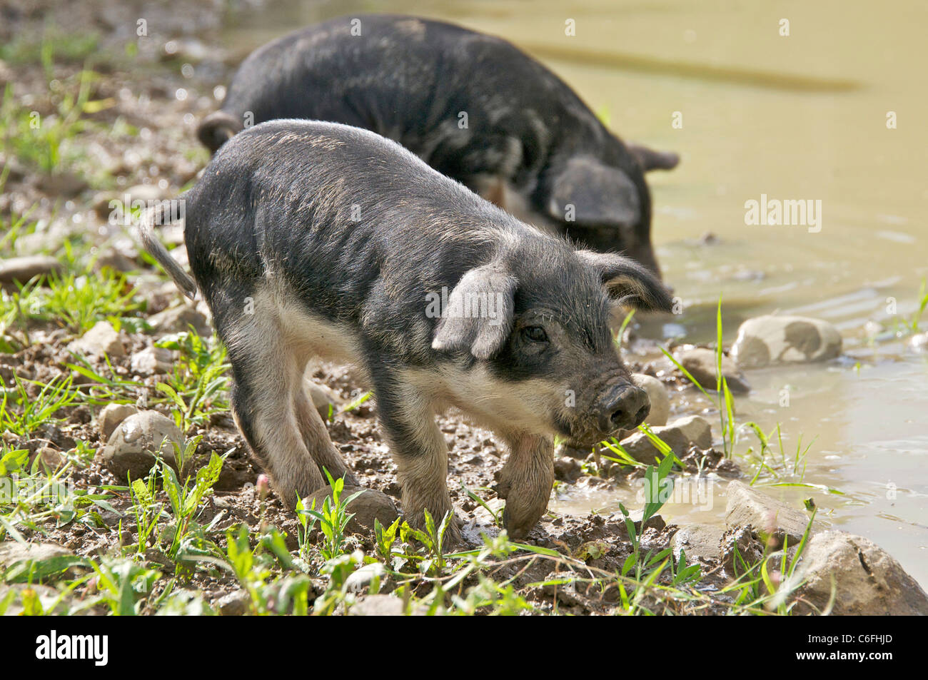 Mangalica pig - piglets at the shore Stock Photo - Alamy