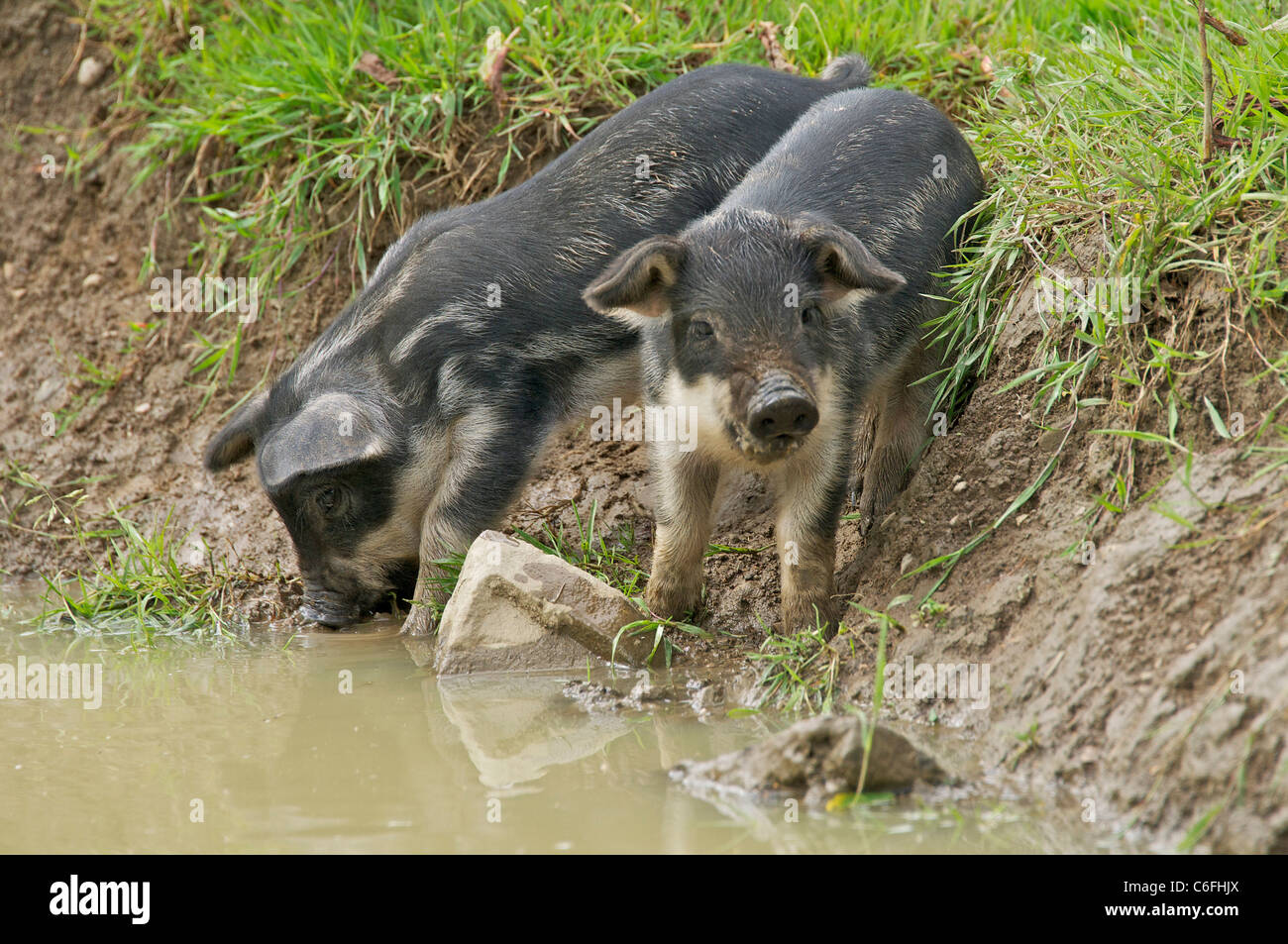 Mangalica pig - piglets at the shore Stock Photo - Alamy