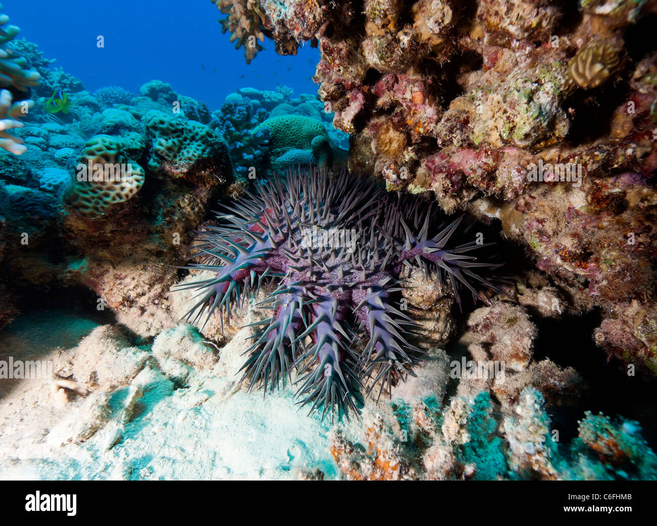A red and purple coloured Crown of Thorns starfish hides next to some ...