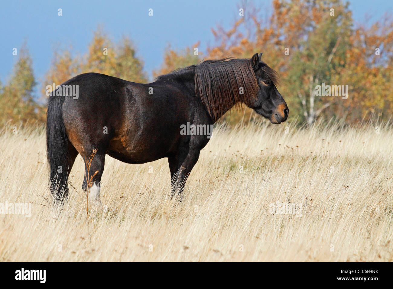 Hucul ponies hi-res stock photography and images - Alamy