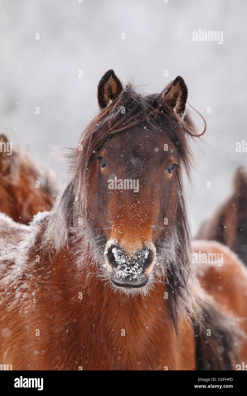 Hutsul horse hi-res stock photography and images - Alamy
