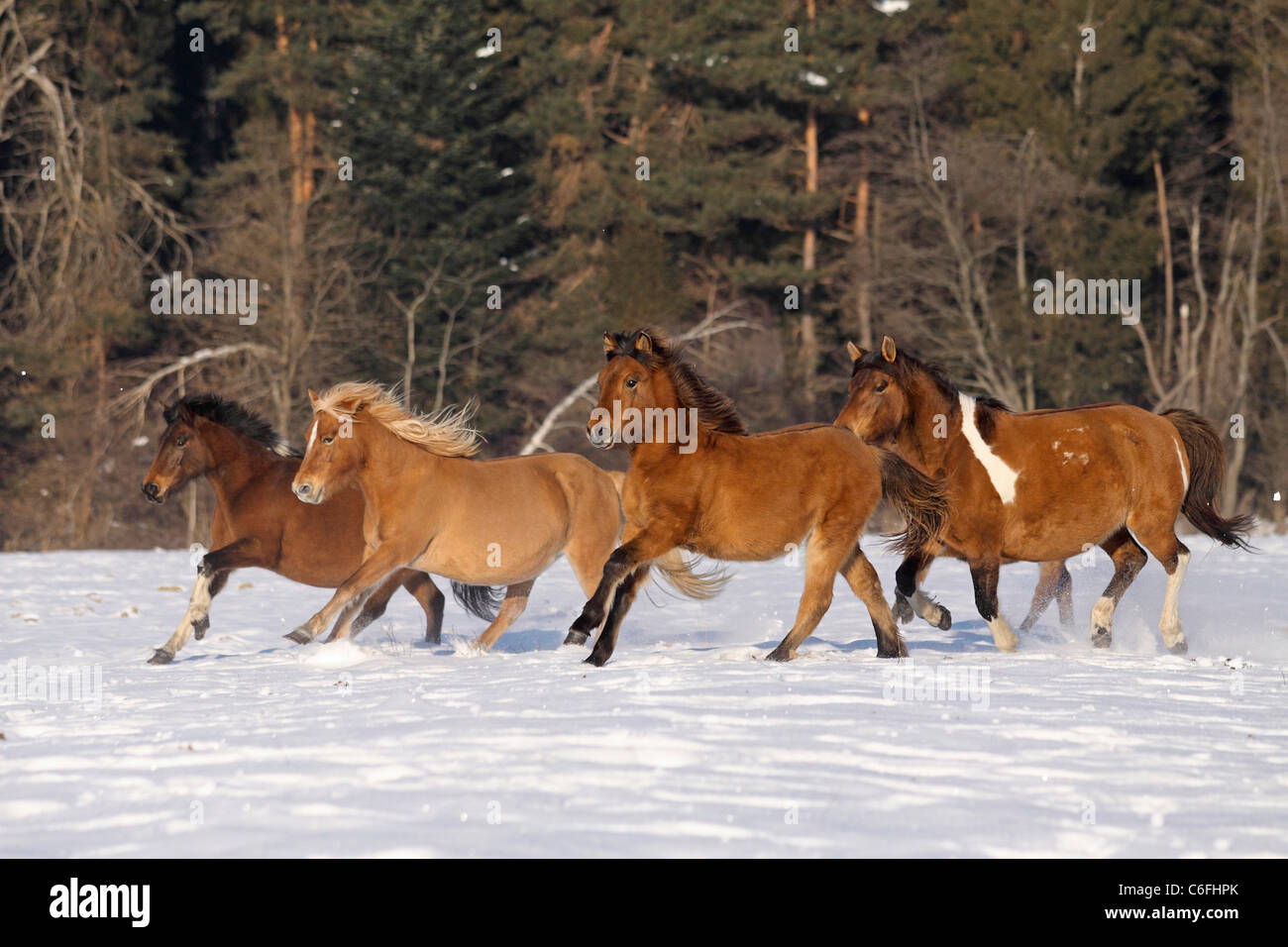 Hucul ponies hi-res stock photography and images - Alamy