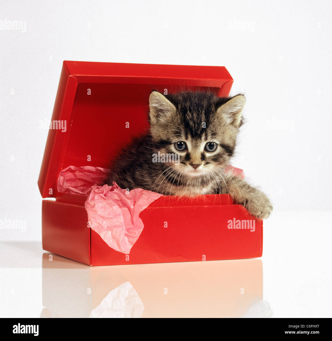 young domestic cat in red box Stock Photo - Alamy