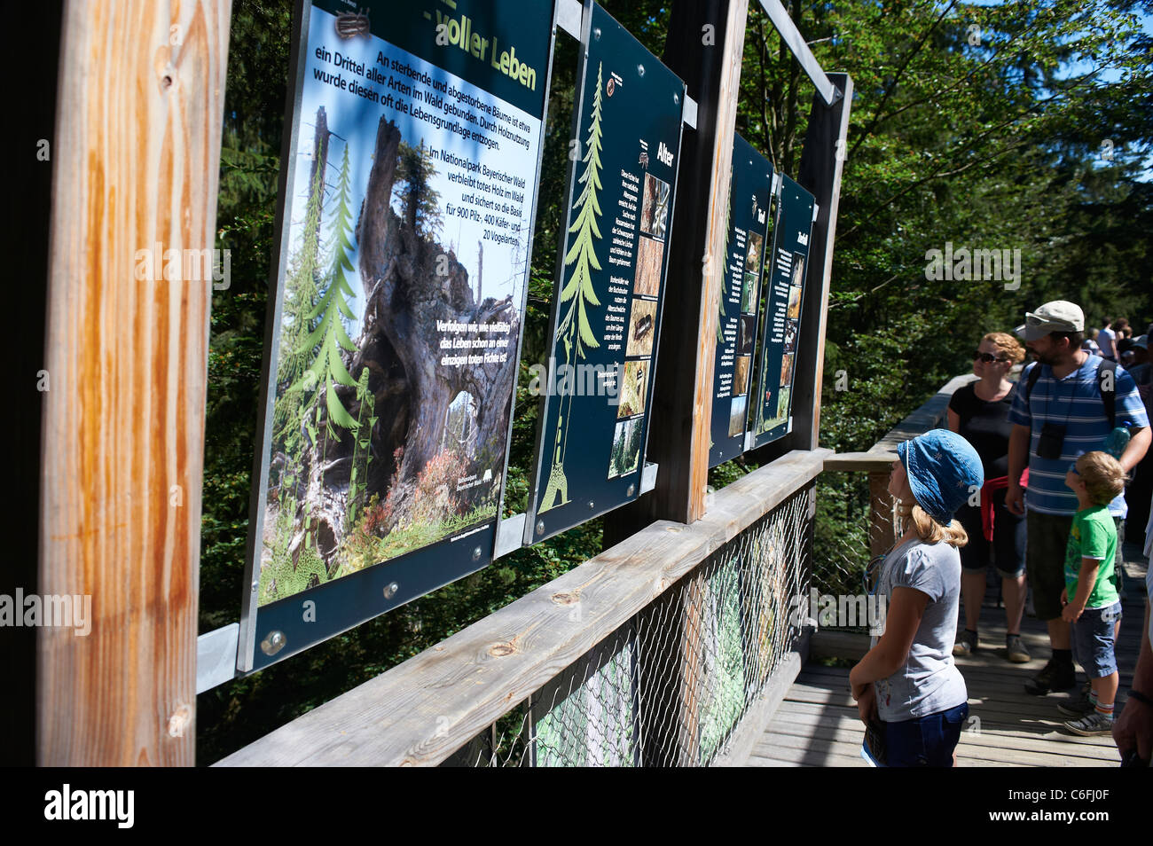 The world´s longest tree top walk - Tree Tower - Bavarian Forest ...