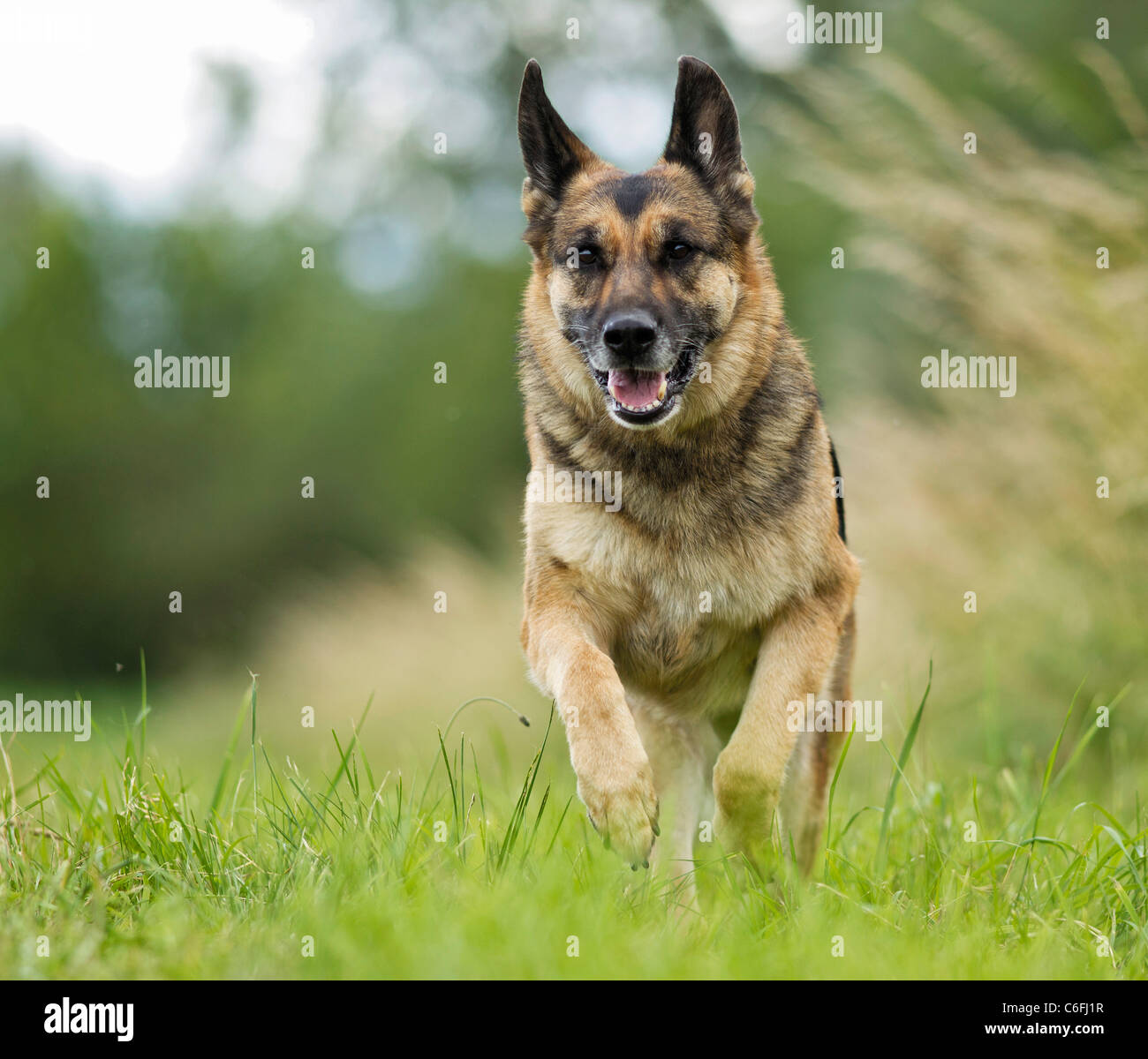 German shepherds hi-res stock photography and images - Alamy