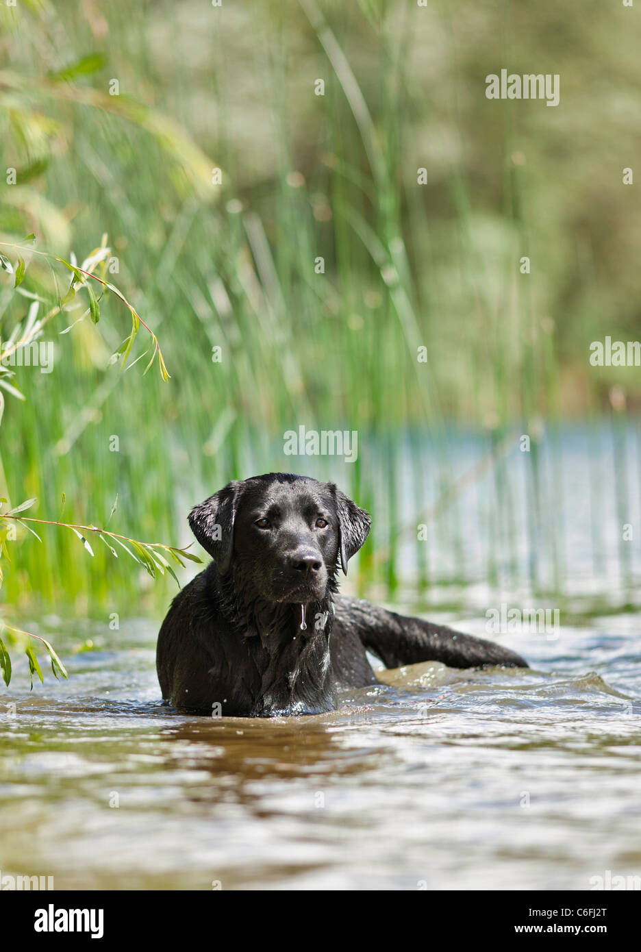 Dog bath outdoor hi-res stock photography and images - Alamy