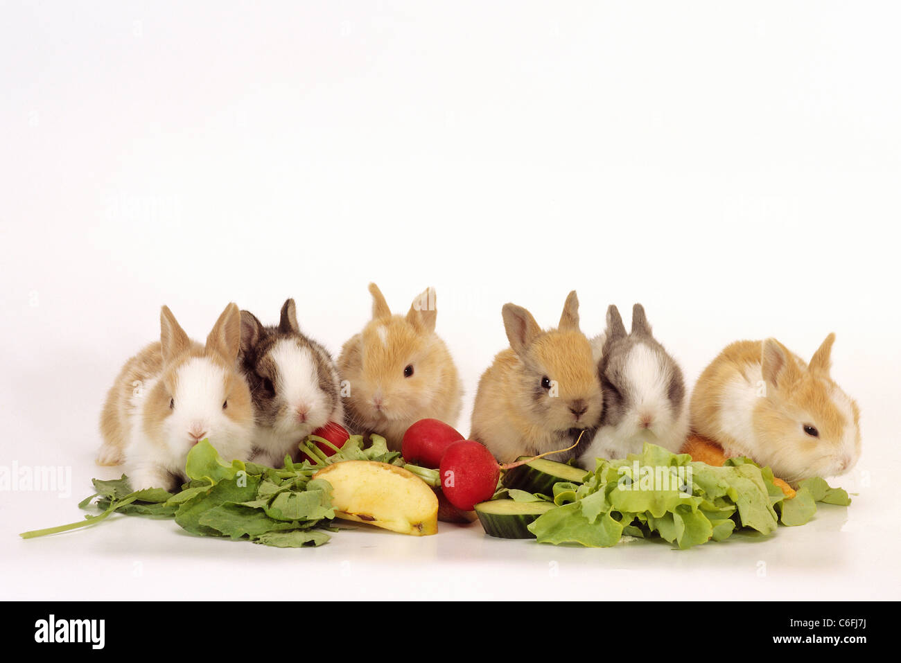 Six rabbits hi-res stock photography and images - Alamy