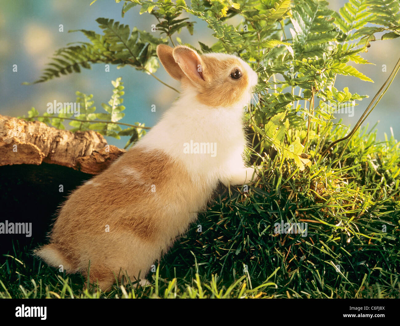 young pygmy rabbit Stock Photo - Alamy