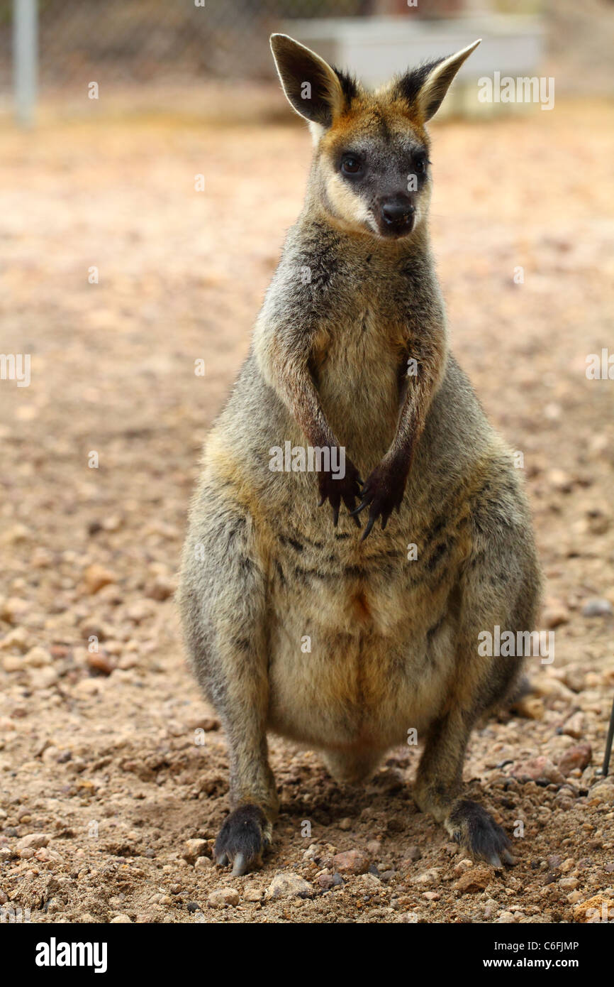 Tree kangaroo about to jump in tree hi-res stock photography and images ...