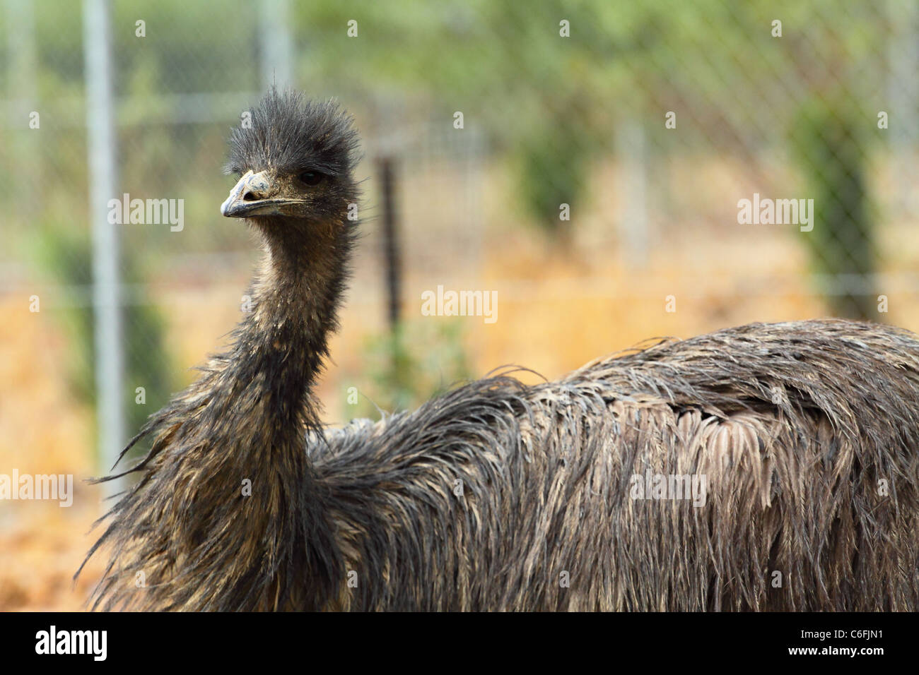 Portrait of an Emu in Australia Stock Photo - Alamy