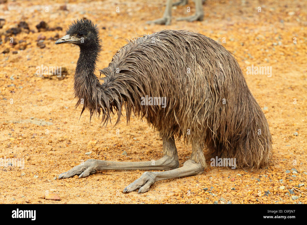 Portrait of an Emu in Australia Stock Photo - Alamy