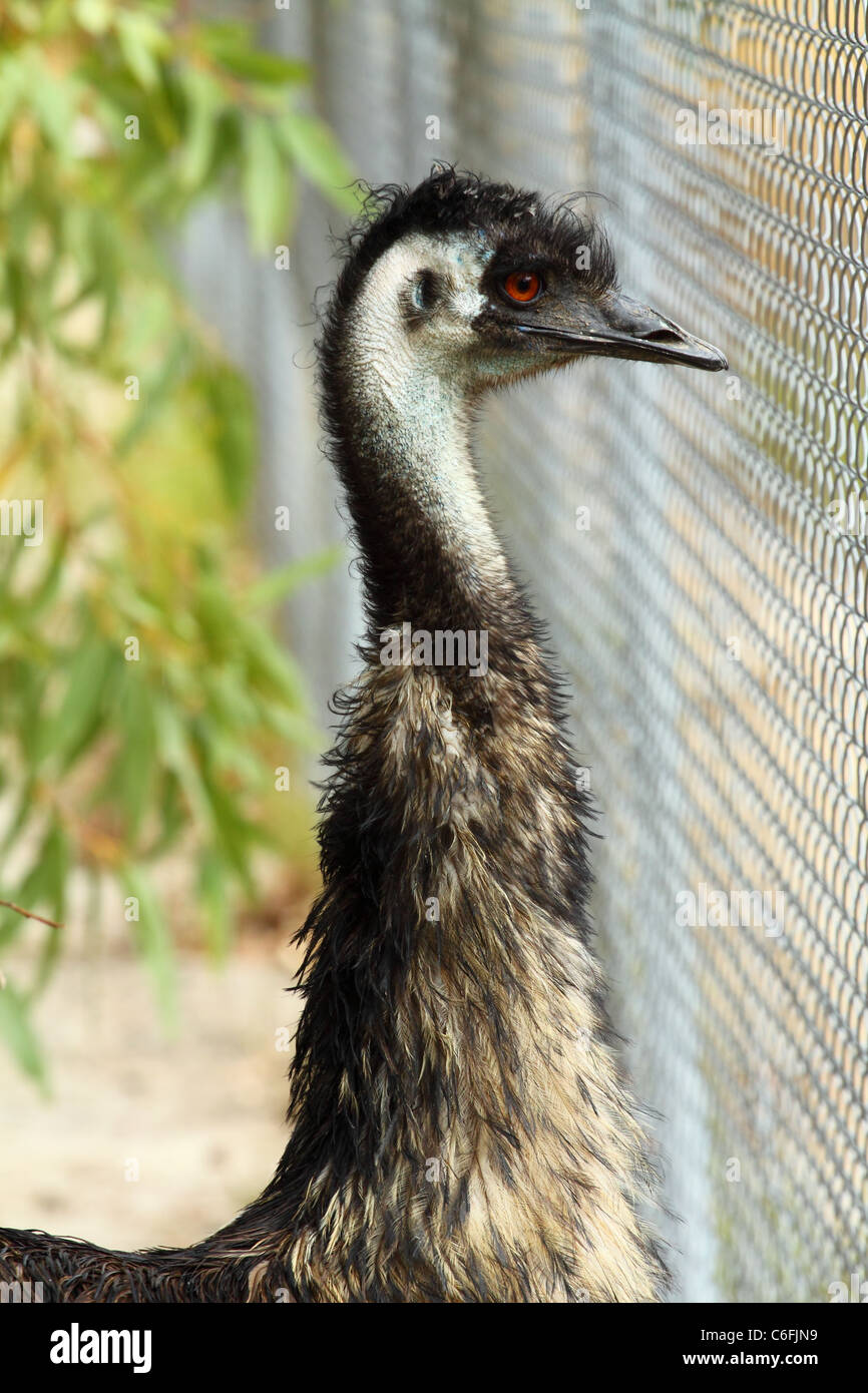 Portrait of an Emu in Australia Stock Photo - Alamy