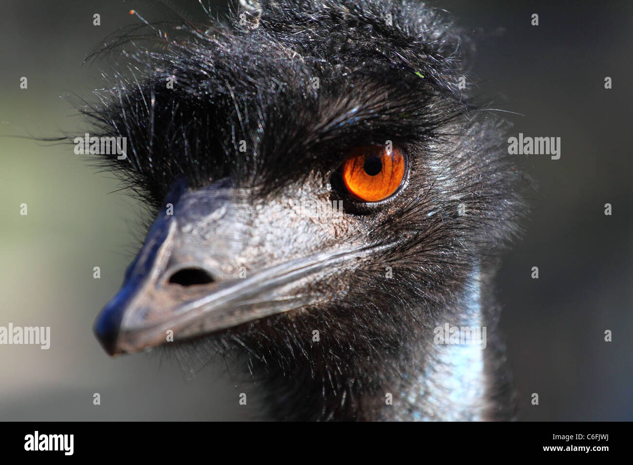 Portrait of an Emu in Australia Stock Photo - Alamy