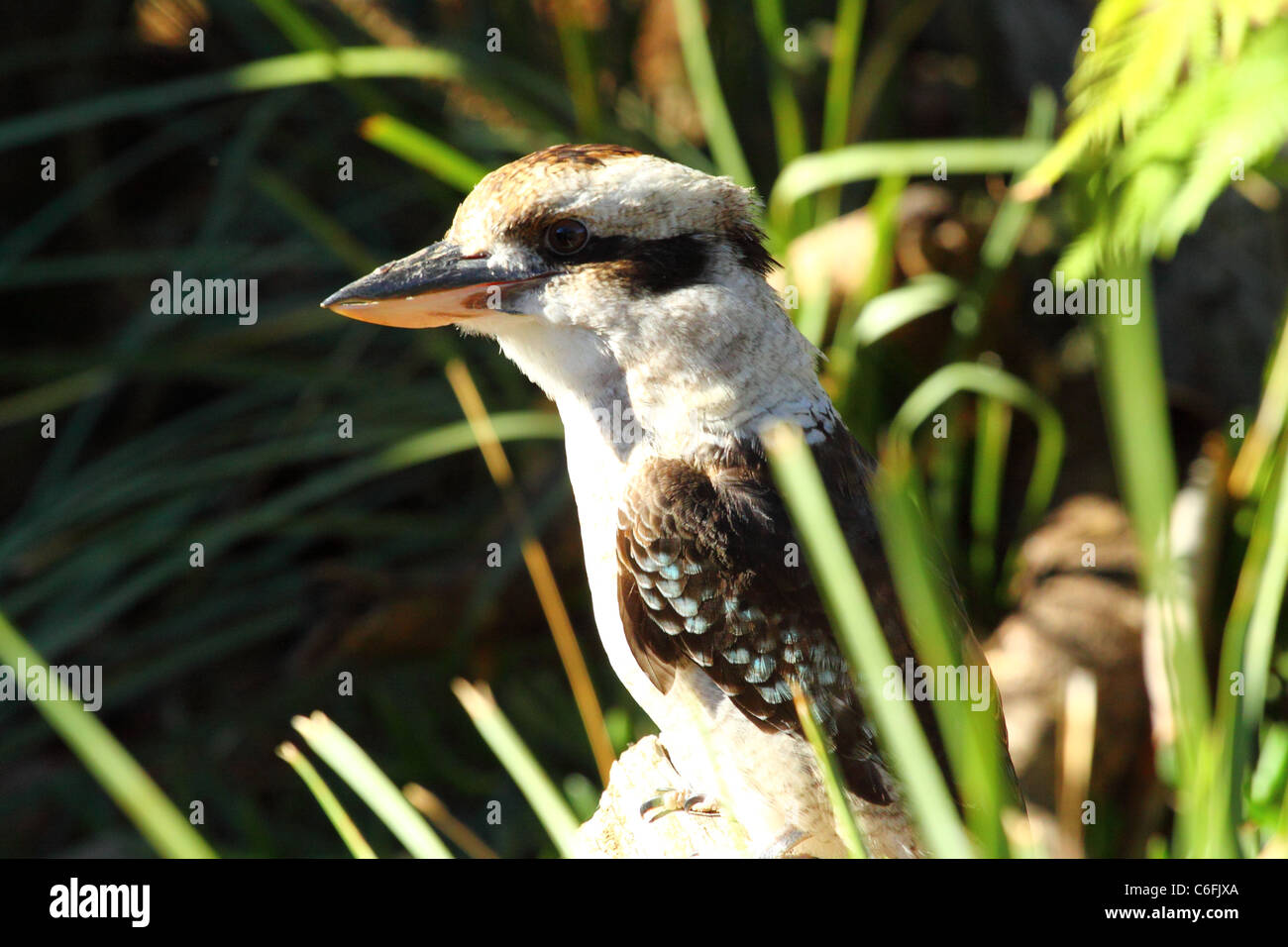 Australian bird australian wild life rainbow lorikeet hi-res stock photography and images - Alamy
