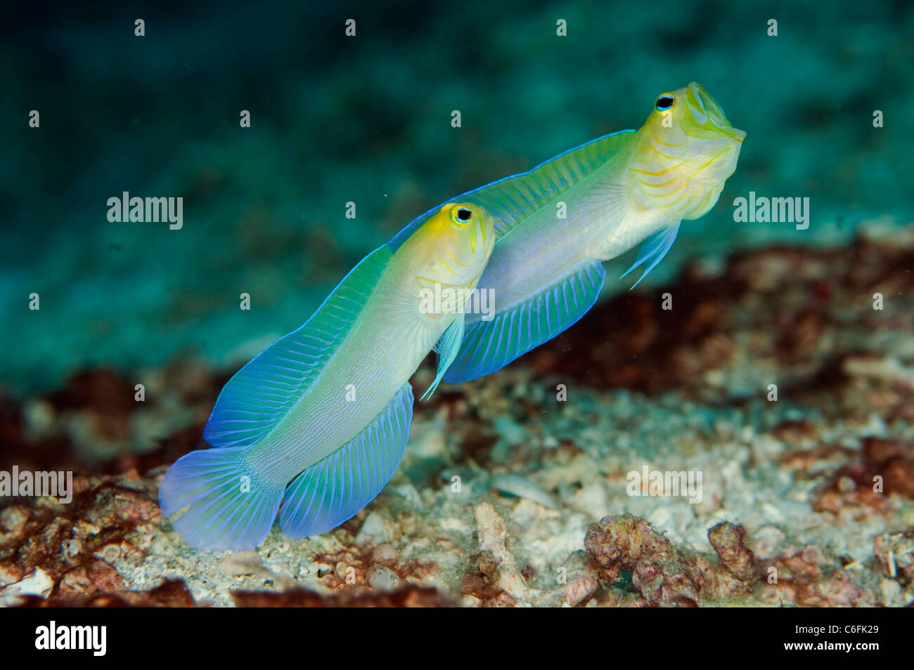 Pair of Yellowhead Jawfish Opistognathus aurifrons courting and ...