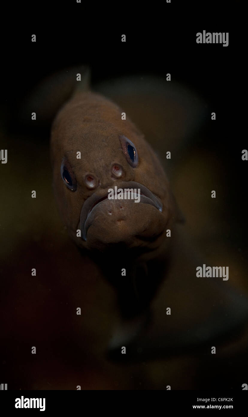 A Black Brotula, Stygnobrotula latebricola, peers out of a cave in a ...