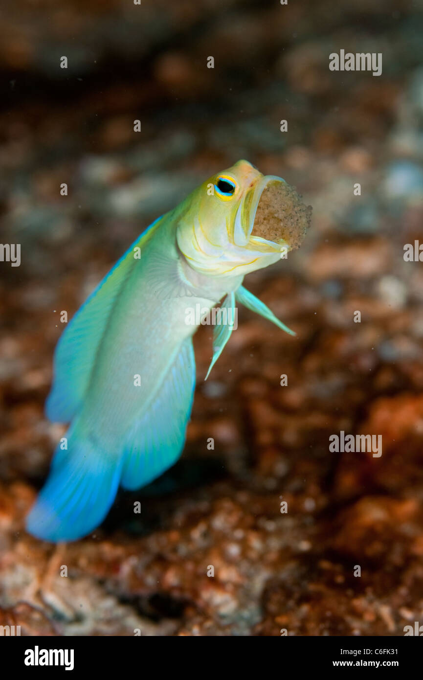 Jawfish mouthbrooding hi-res stock photography and images - Alamy