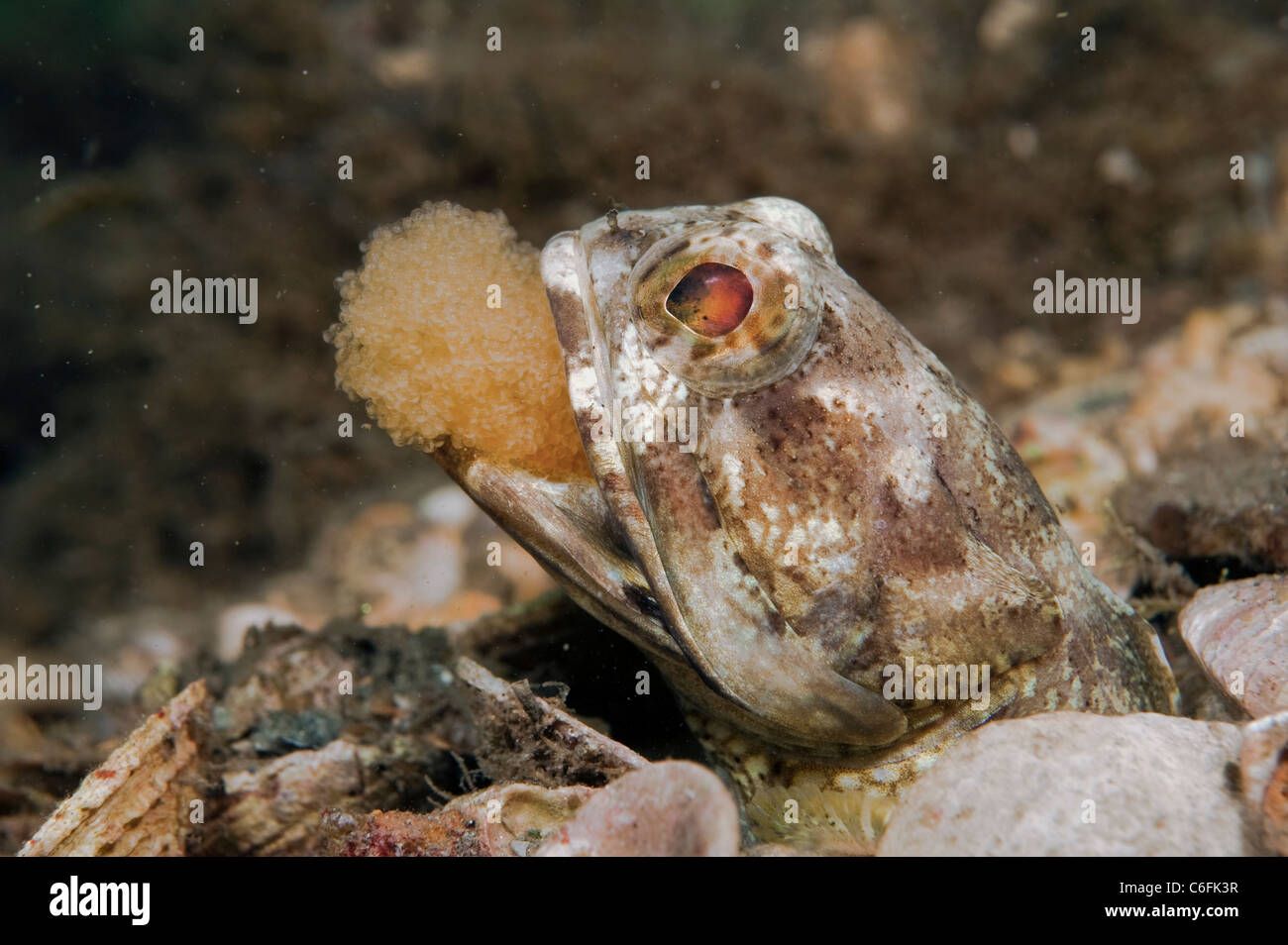 Male Banded Jawfish, Opistognathus macrognathus, incubating and ...