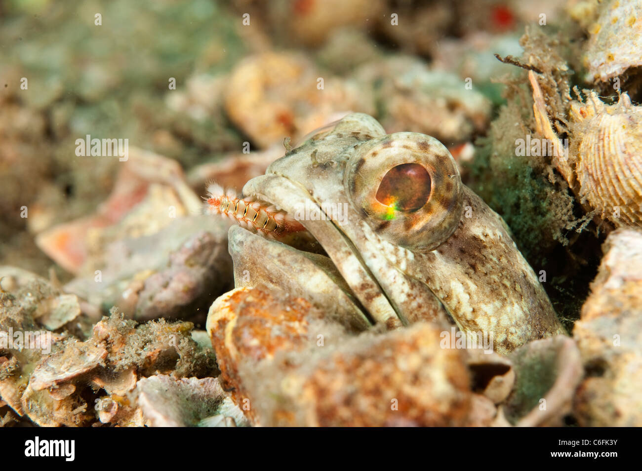 Male banded jawfish opistognathus macrognathus hi-res stock photography ...