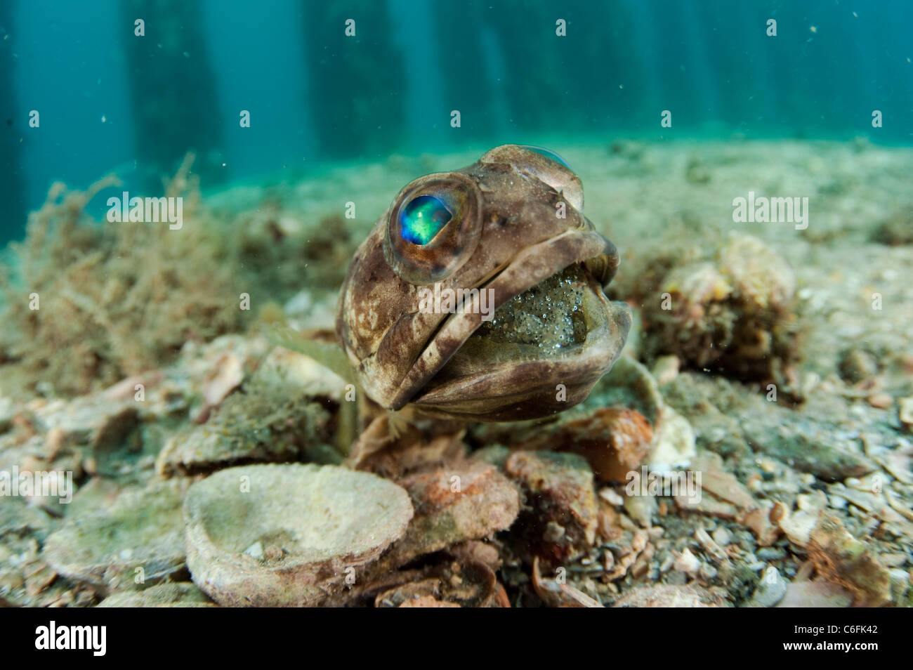 Male Banded Jawfish, Opistognathus macrognathus, incubating and ...