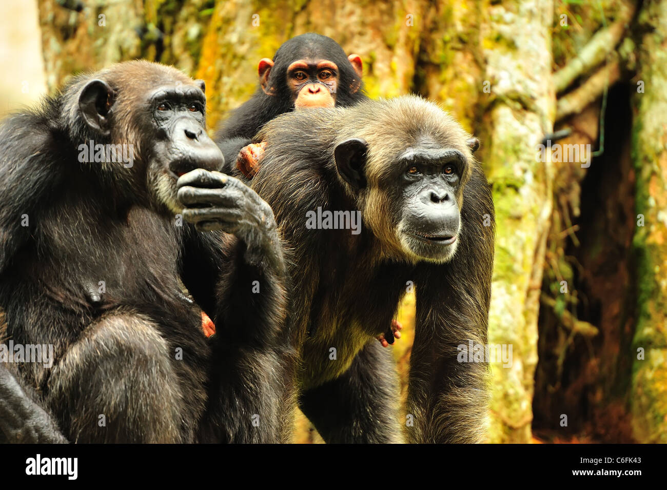 A family portrait of father, mother and baby chimpanzee Stock Photo - Alamy