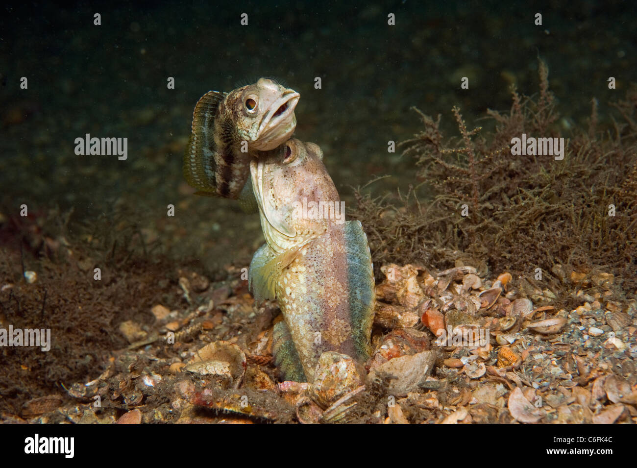 A pair of Banded Jawfish, Opistognathus macrognathus, courting prior to ...