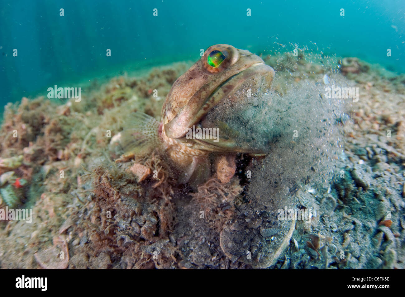 Male Banded Jawfish, Opistognathus macrognathus, digs and prepares his ...