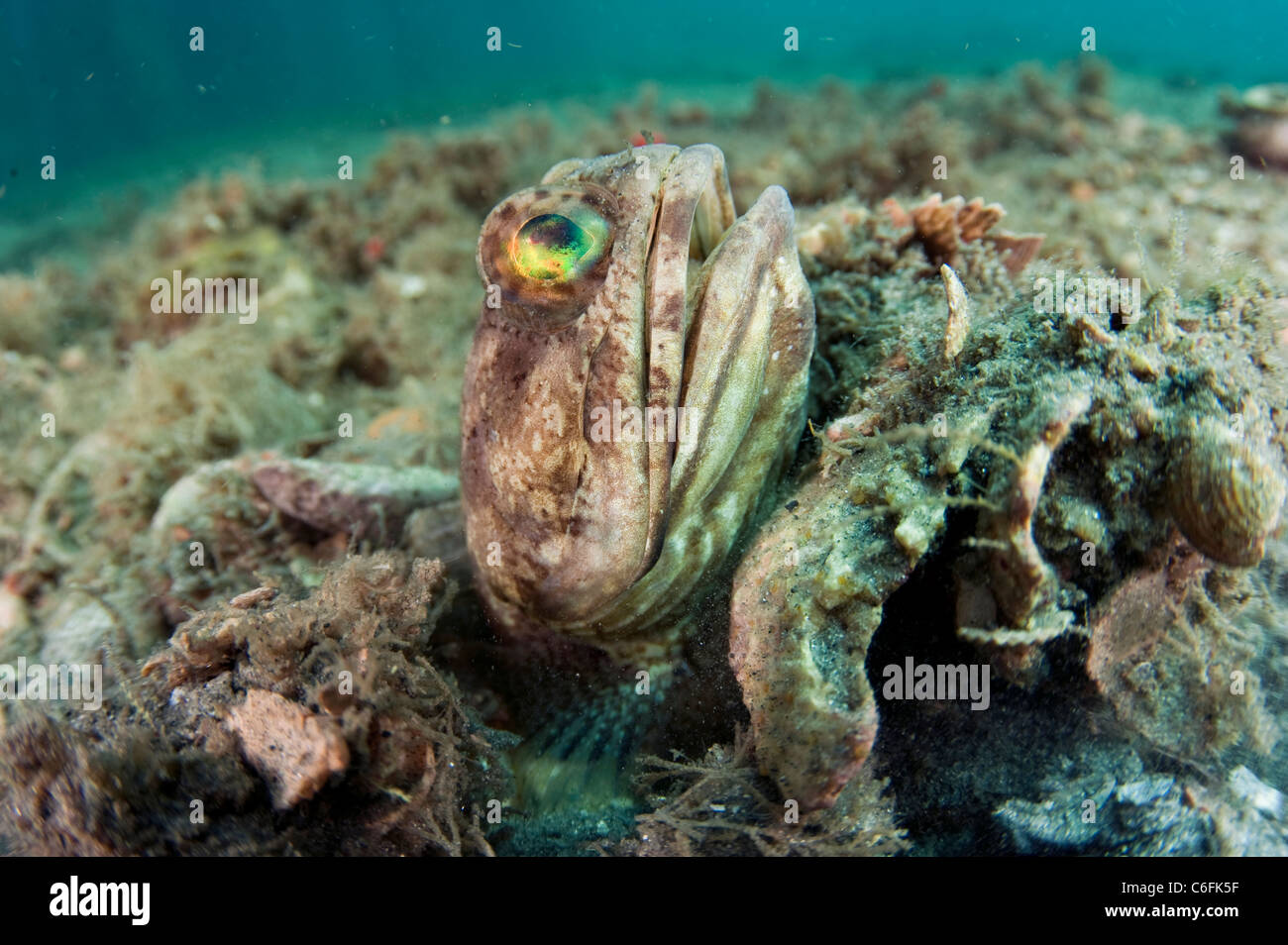 Male Banded Jawfish, Opistognathus macrognathus, swims over the bottom ...