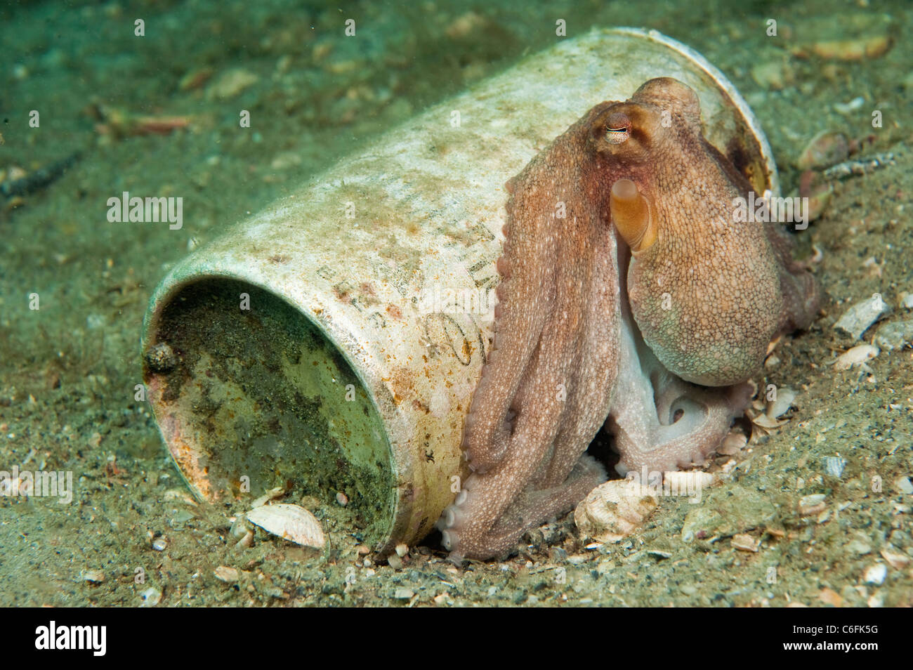 Long arm octopus hi-res stock photography and images - Alamy