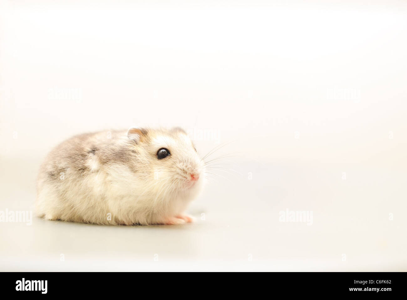 Cute hamster lying on its belly Stock Photo - Alamy