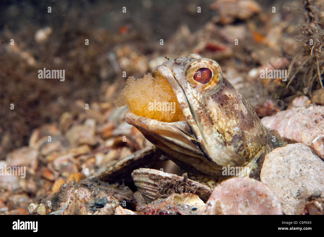 Banded jawfish opistognathus macrognathus hi-res stock photography and ...