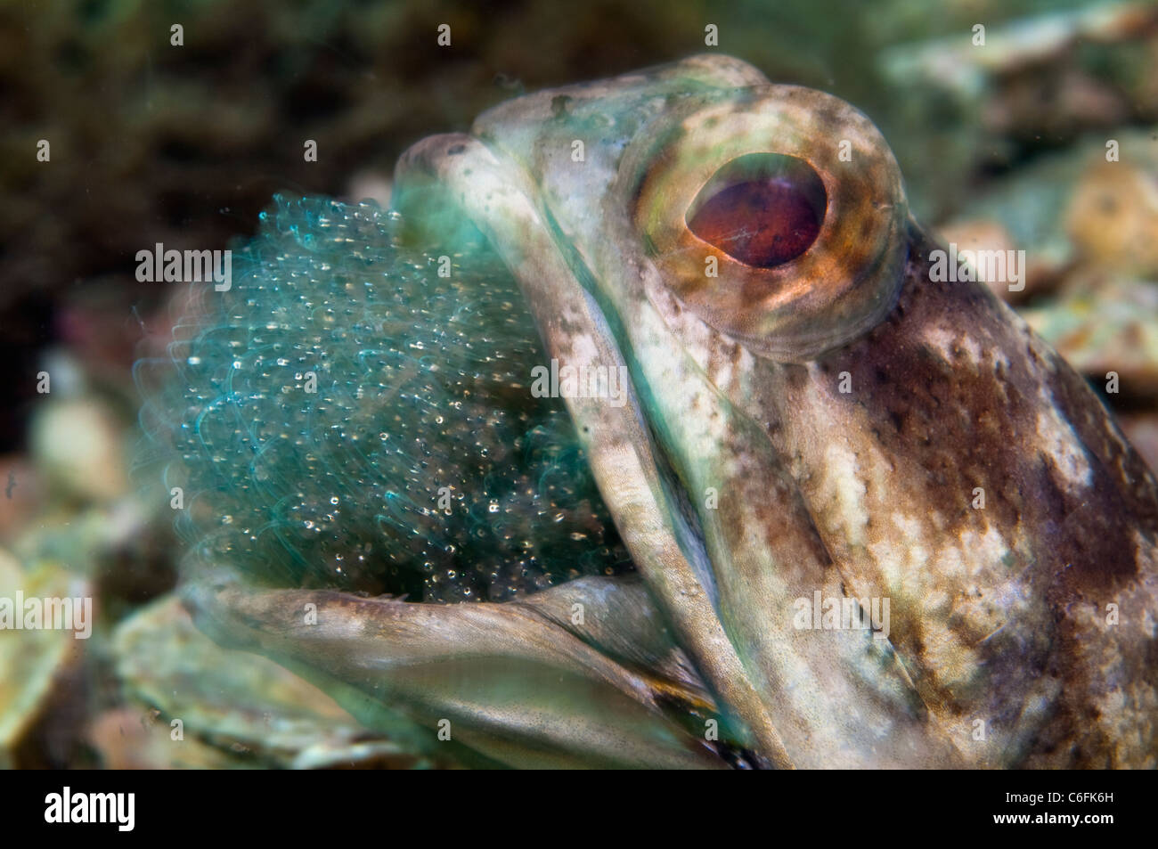 Male Banded Jawfish, Opistognathus macrognathus, incubating and ...