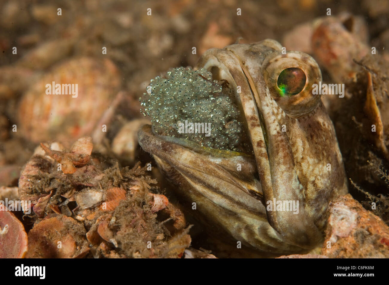 Male banded jawfish opistognathus macrognathus hi-res stock photography ...