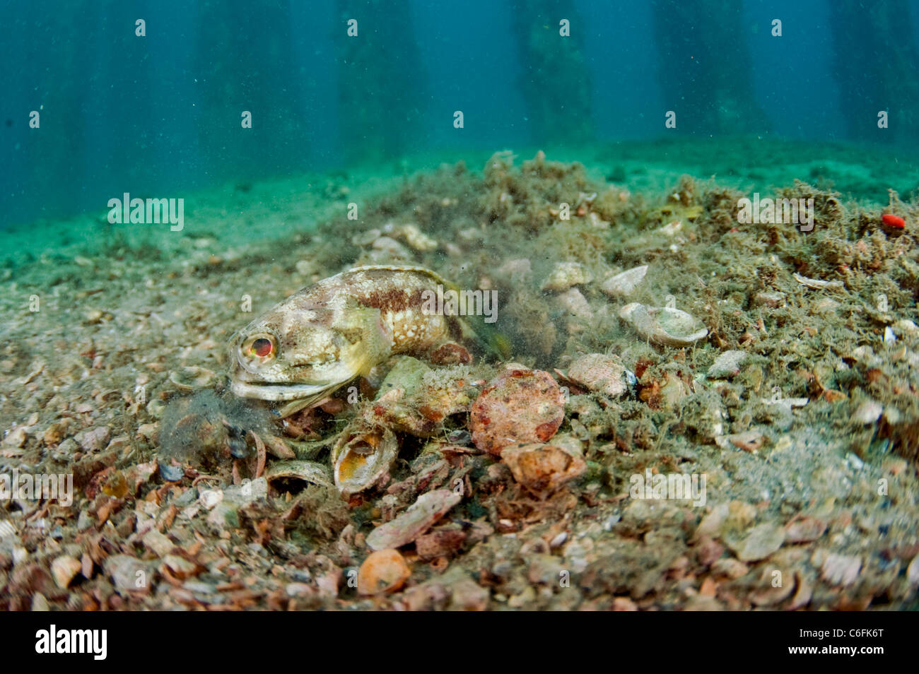 Male Banded Jawfish, Opistognathus macrognathus, swims over the bottom ...