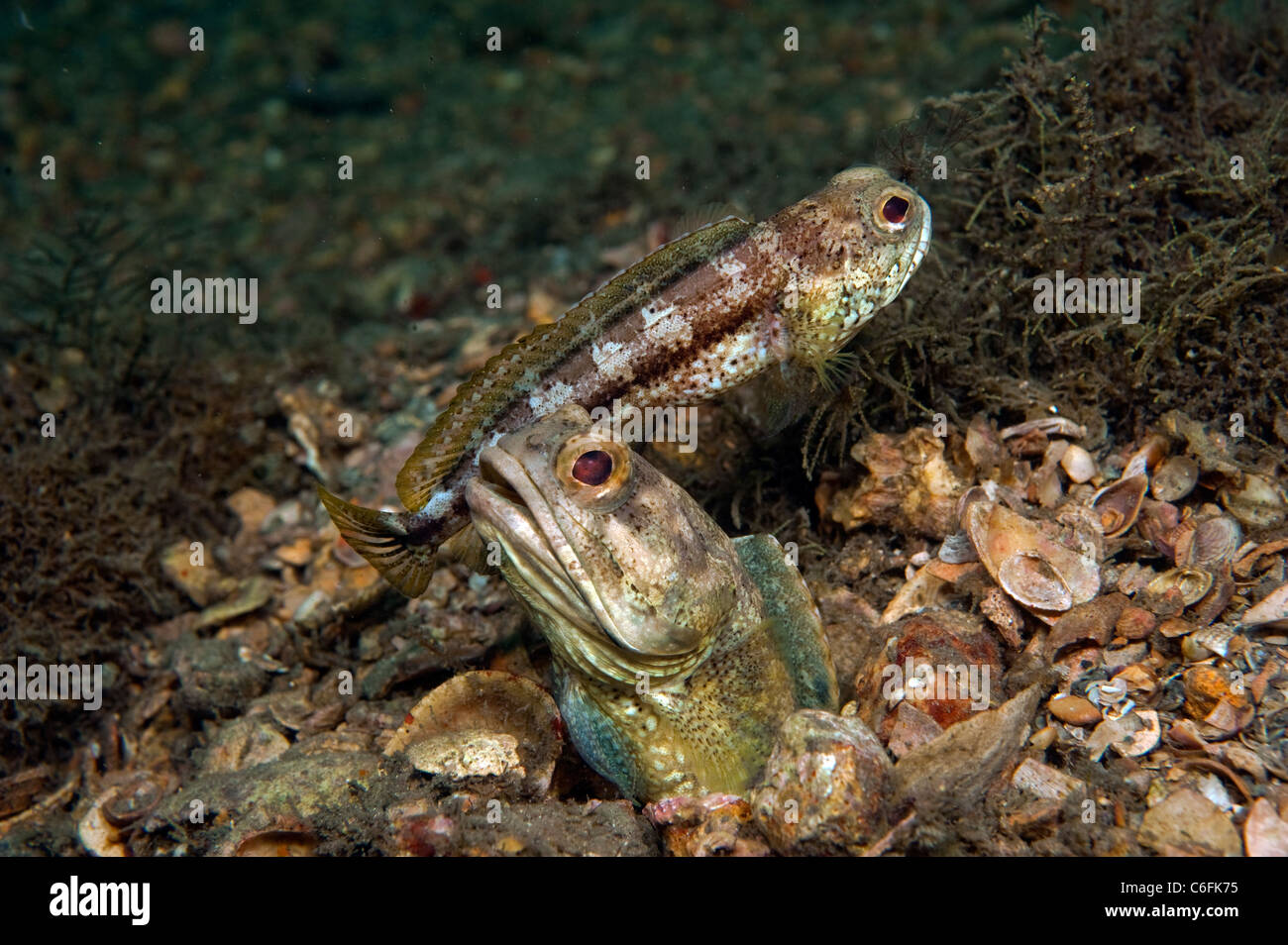 A pair of Banded Jawfish, Opistognathus macrognathus, courting prior to ...