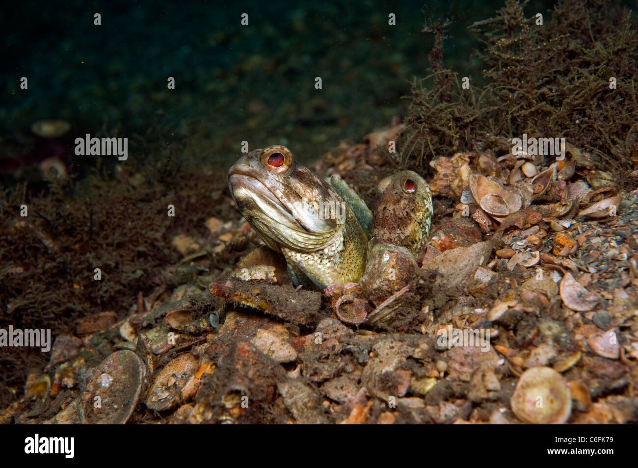 Opistognathus macrognathus hi-res stock photography and images - Alamy
