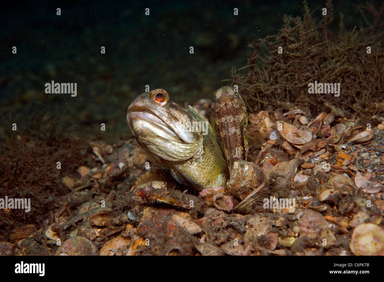 A pair of Banded Jawfish, Opistognathus macrognathus, courting prior to ...