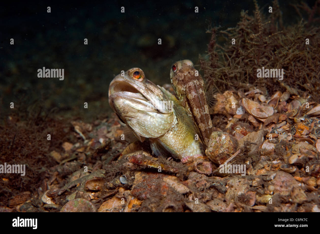 Banded jawfish opistognathus macrognathus hi-res stock photography and ...