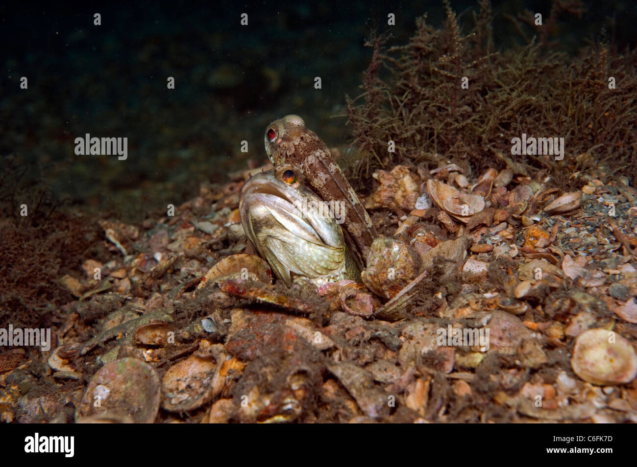Opistognathus macrognathus hi-res stock photography and images - Alamy