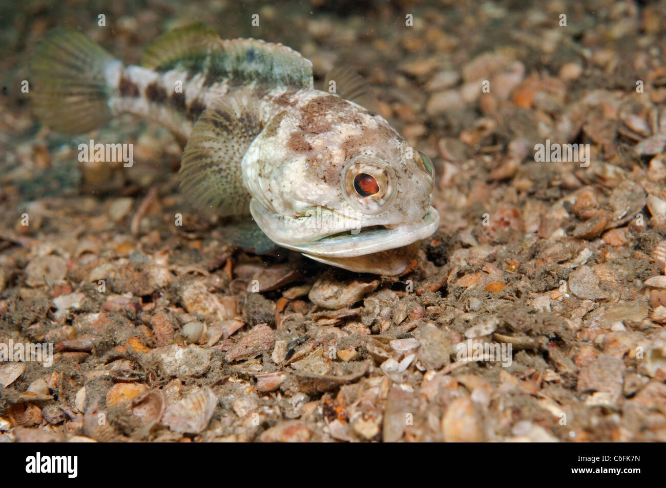 Male banded jawfish opistognathus macrognathus hi-res stock photography ...