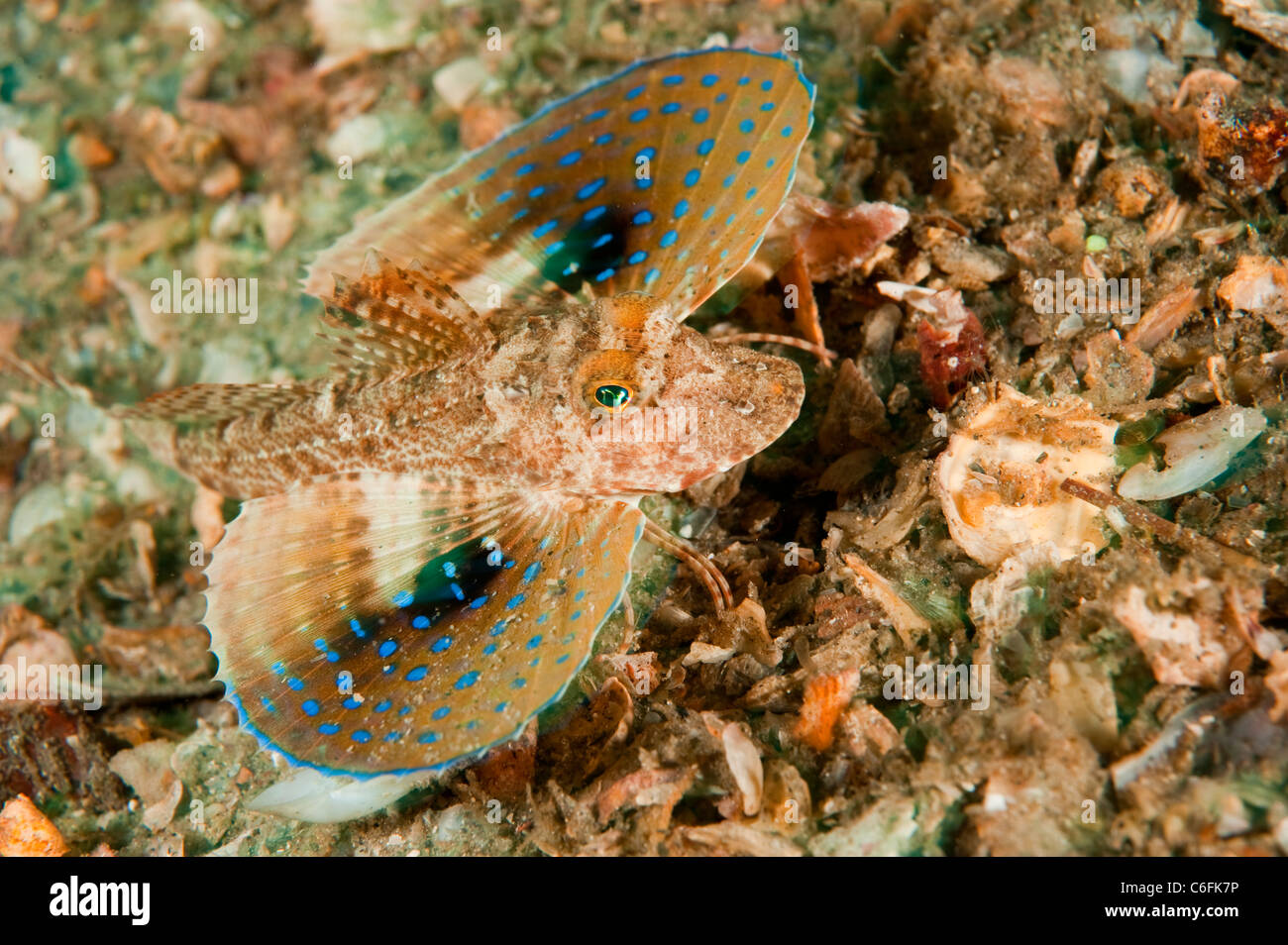 Blue Spotted Sea Robin, Prionotus roseus, swims near the bottom of the ...