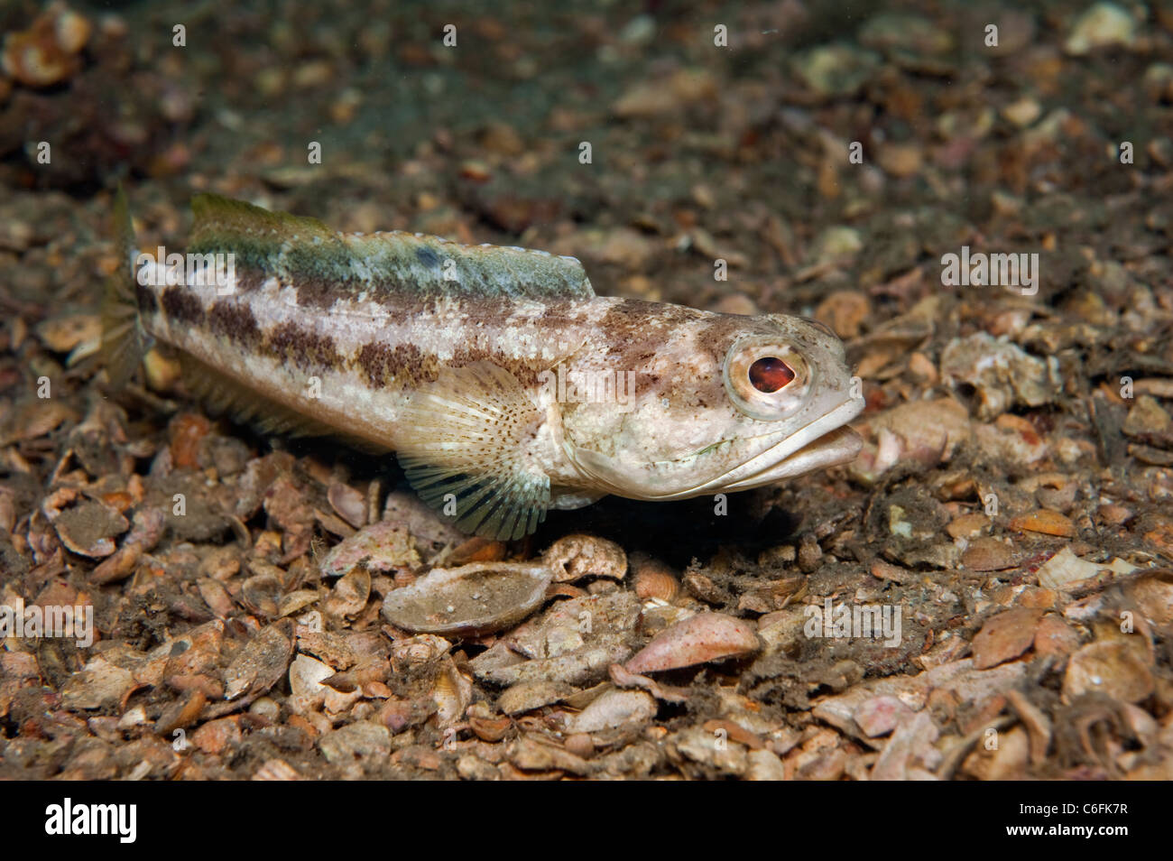 Banded jawfish opistognathus macrognathus hi-res stock photography and ...