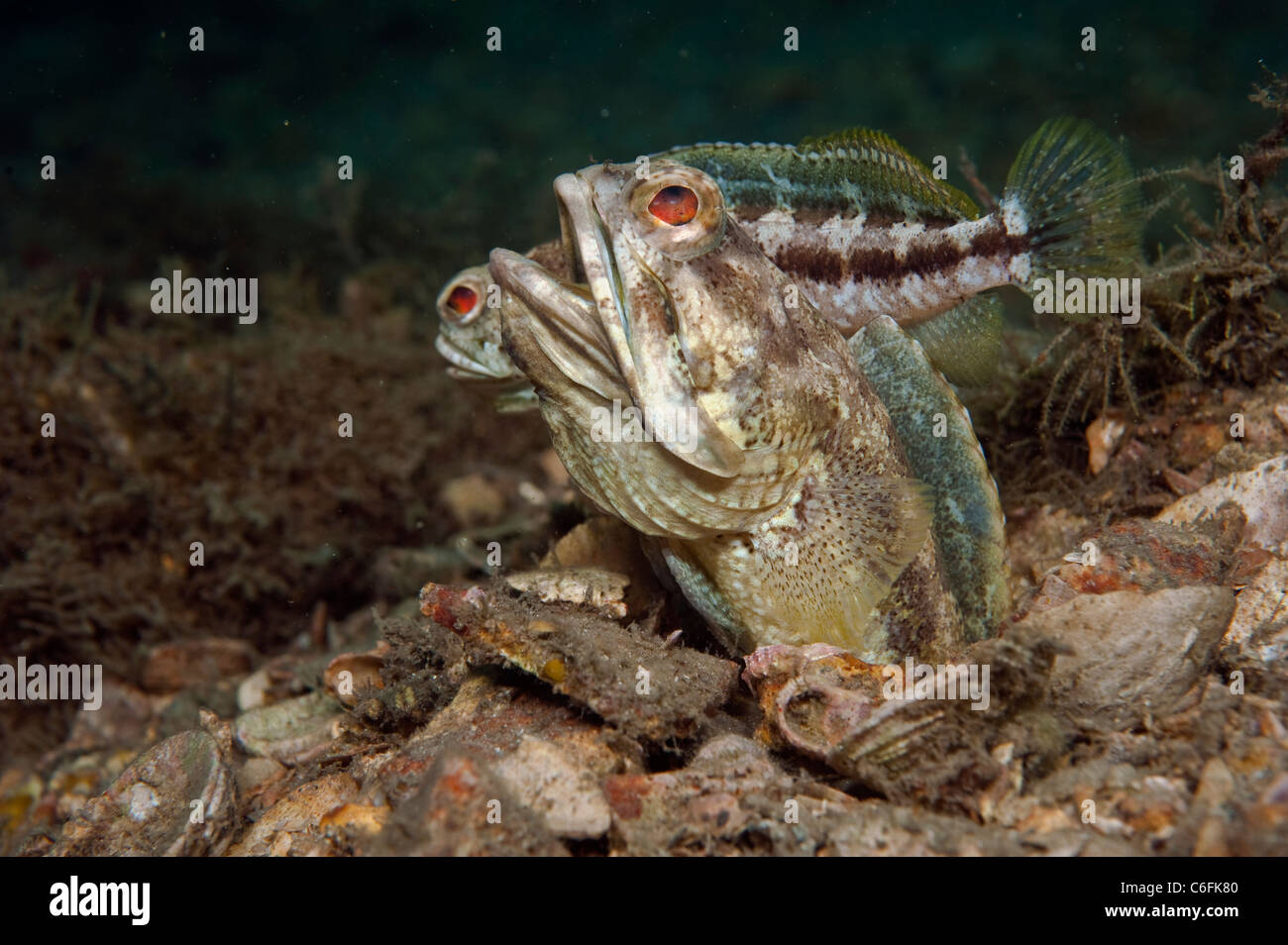 A pair of Banded Jawfish, Opistognathus macrognathus, courting prior to ...